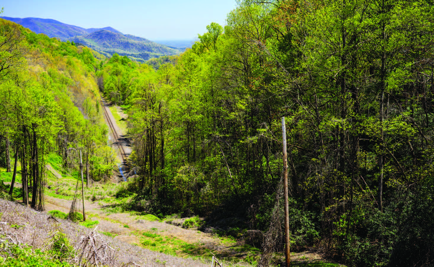 Kudzilla: An ethnobotanical monster myth