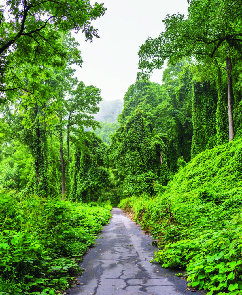 Kudzilla: An ethnobotanical monster myth